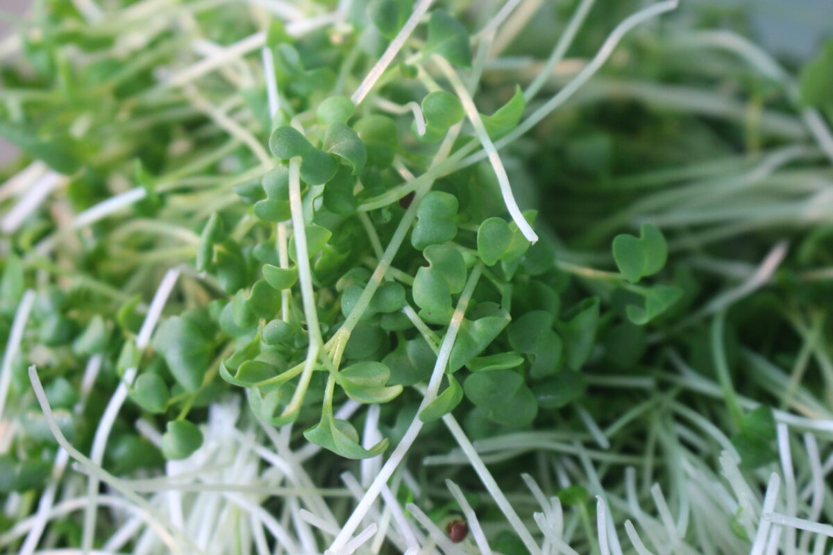 Spicy Mustard Microgreens - Gregs Gourmet Greens Poncha Salida CO